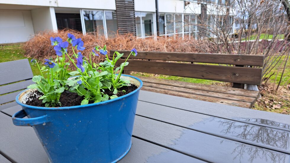 Kevättä näkyvissä Viitakodin pihamaalla | Viitakodit